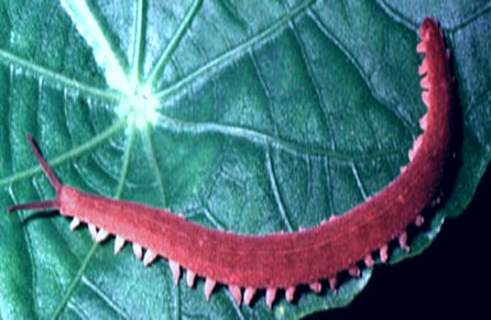 MOST PRIMITIVE ANIMALS | BIOZOOM